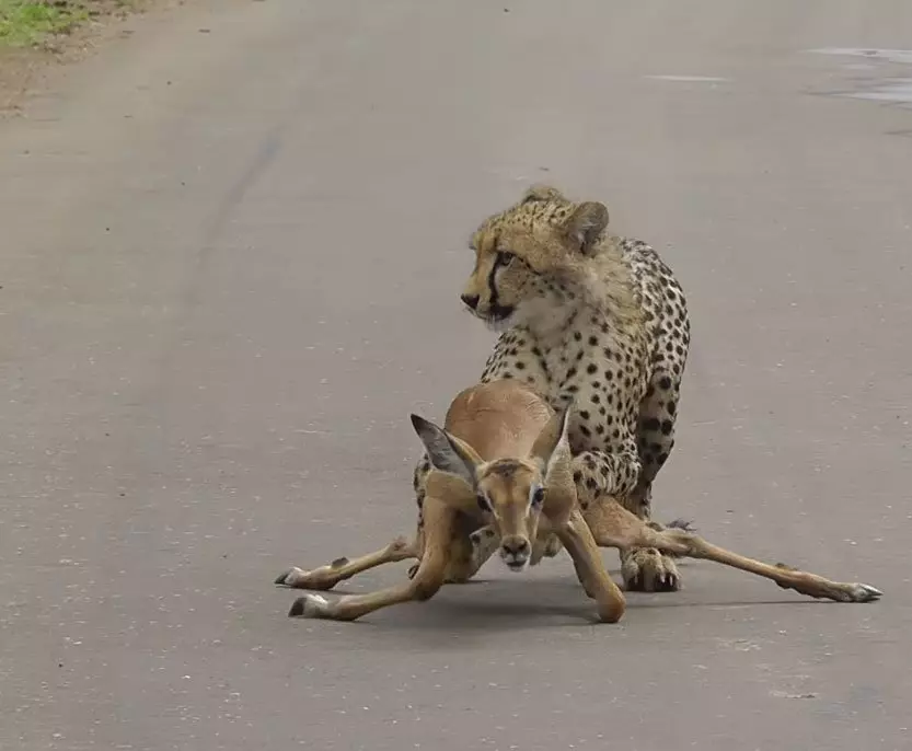 The most spectacular images from the life of the wild savannah: Video