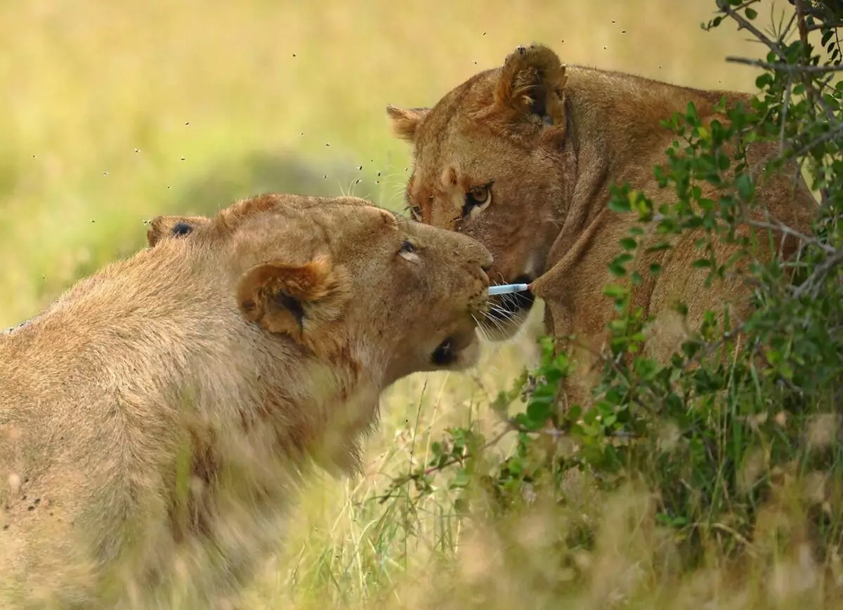 The lion frees the lioness from the dart with the tranquilizer: photo