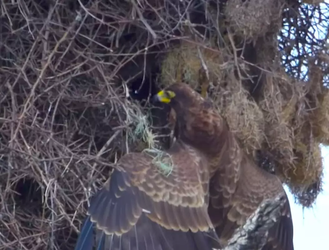 Hawk ნანგრევები ფრინველის ბუდე: ვიდეო