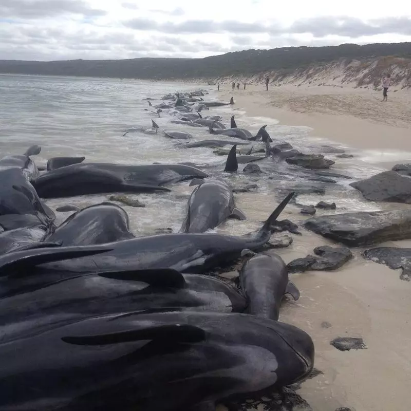 Mass heriotza Dolphins-ehotzeko Australian: Video