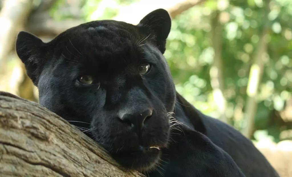 איך Leopards שחור להסתיר את כתמים שלהם