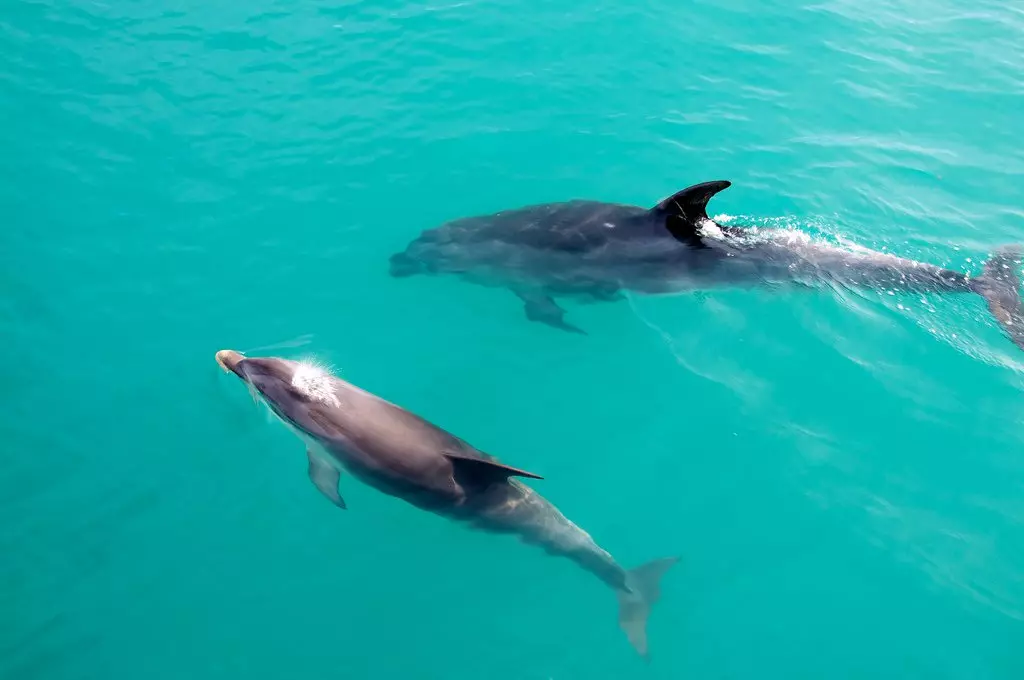 Delfinen kommunizéiere mat jonk virun der Gebuert
