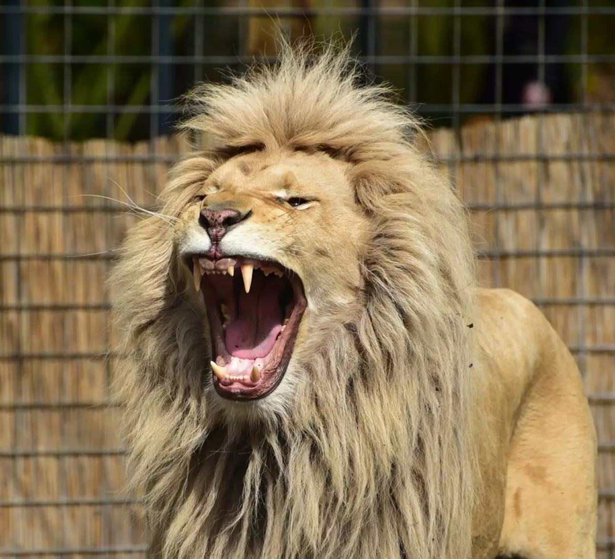 Wie zu lehren Löwen zu jagen: Video