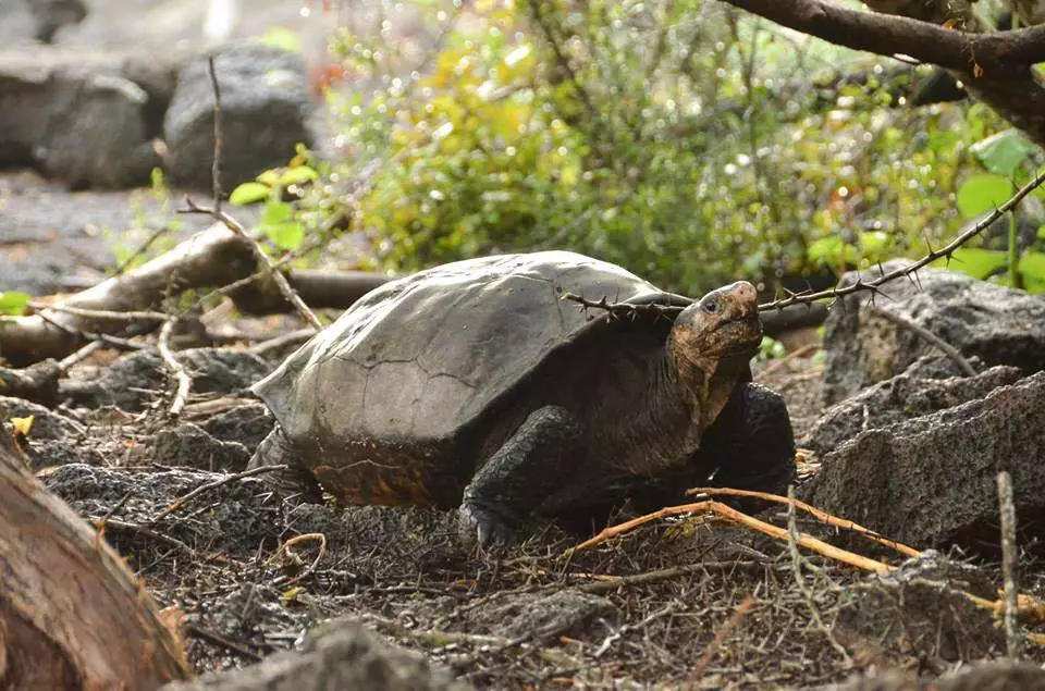 Nas Galapaghos atopou unha tartaruga, considerada extinguida