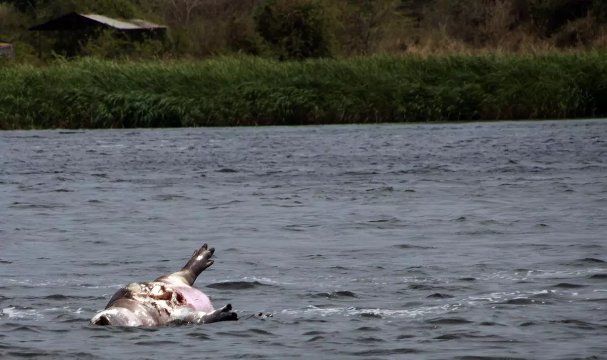 109 اسب های آبی در نامیبیا از زخم سیبری درگذشت