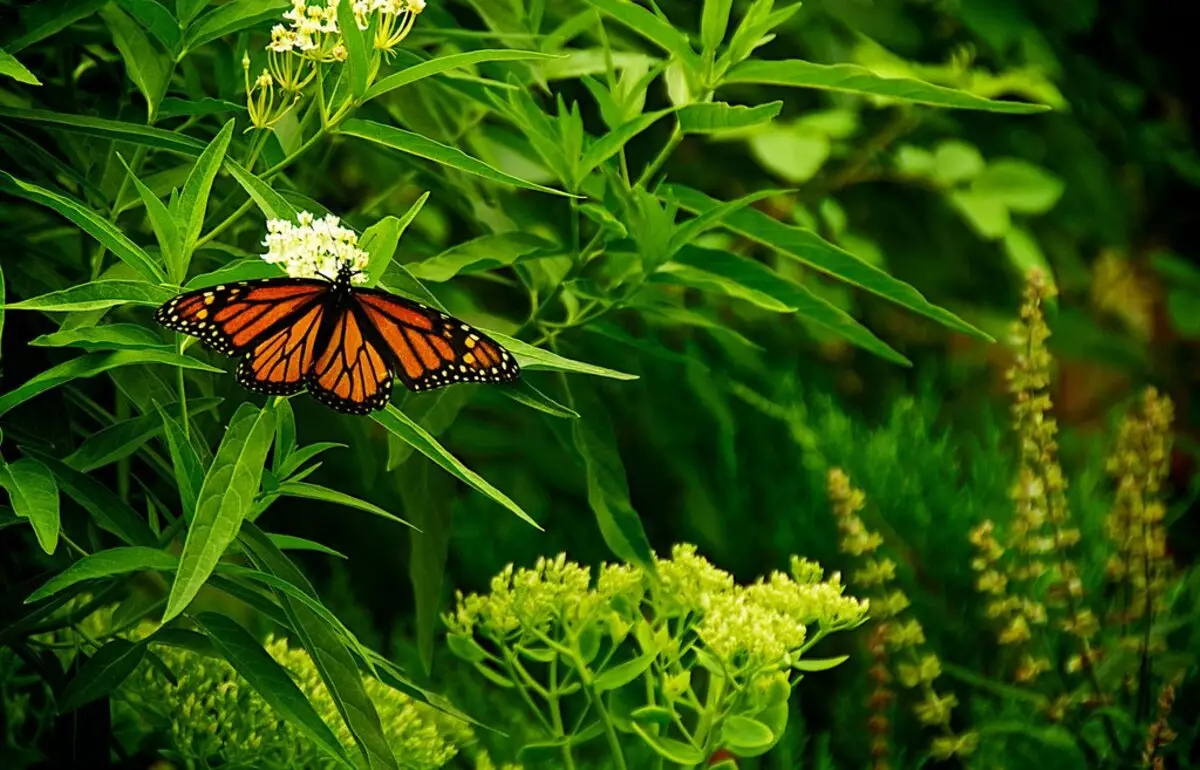Butterfly Monarchum hotar utrotning