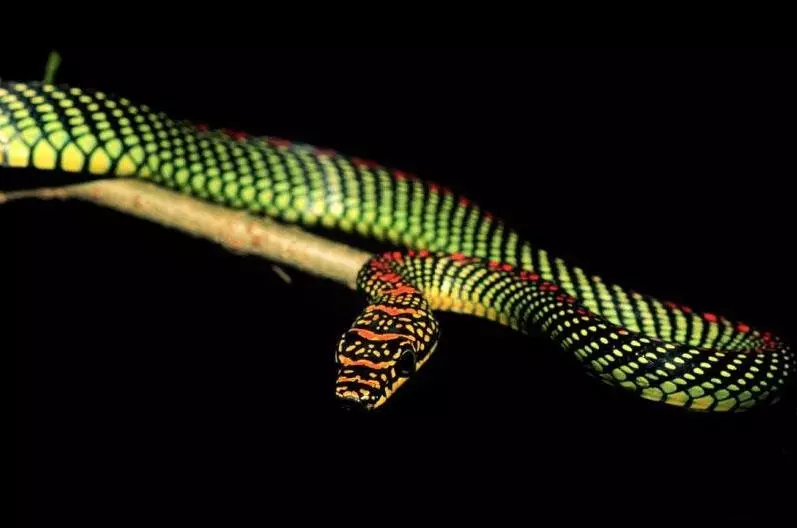 Gjarpërinjtë fluturues: video