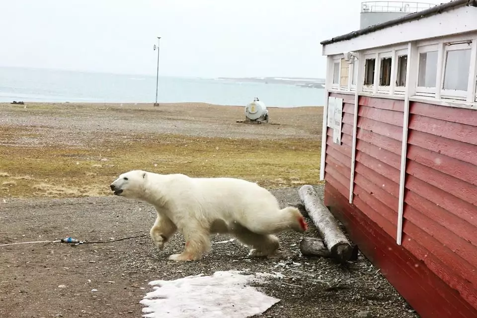 在斯瓦爾巴德，北極熊抓住了酒店