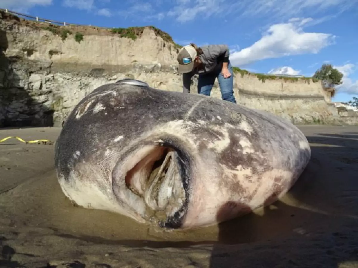 Peshku i madh - "Obmaster" gjendet në SHBA (dhe kjo është një ndjesi)