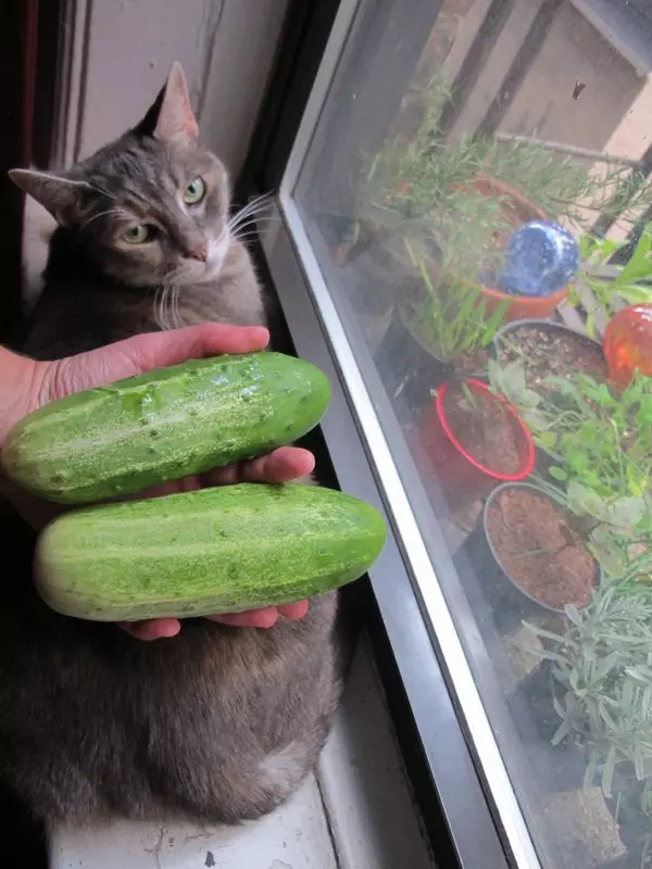 Waarom katten bang zijn voor komkommers