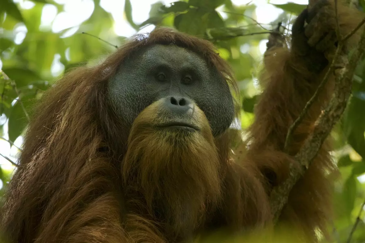 In Indonesien wurde eine neue Art von Orang-Utan gefunden.