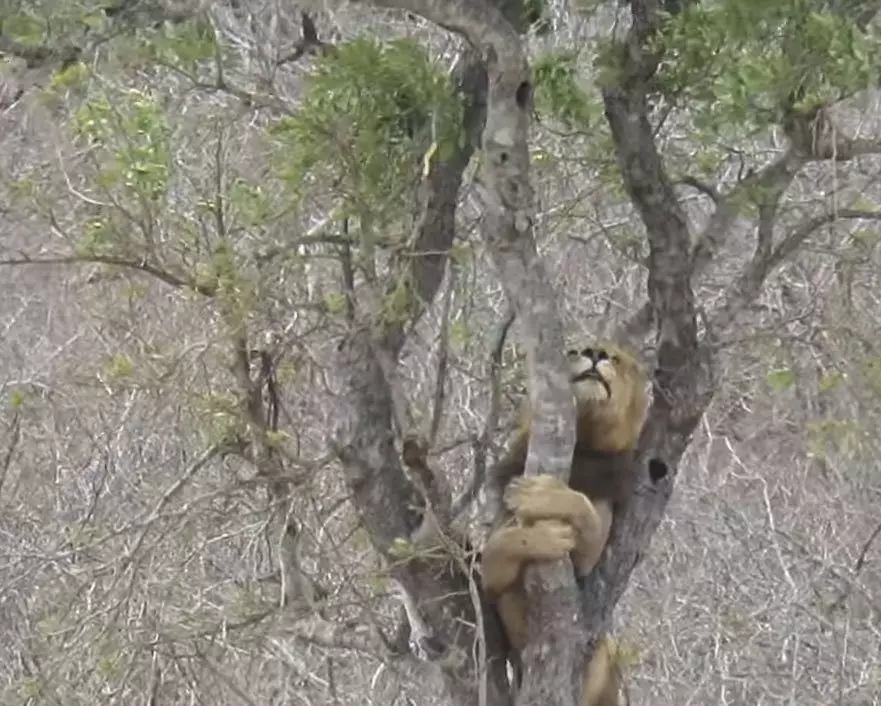 सिंह तेंदुएची शिकार चोरी करण्याचा प्रयत्न करीत आहे: व्हिडिओ