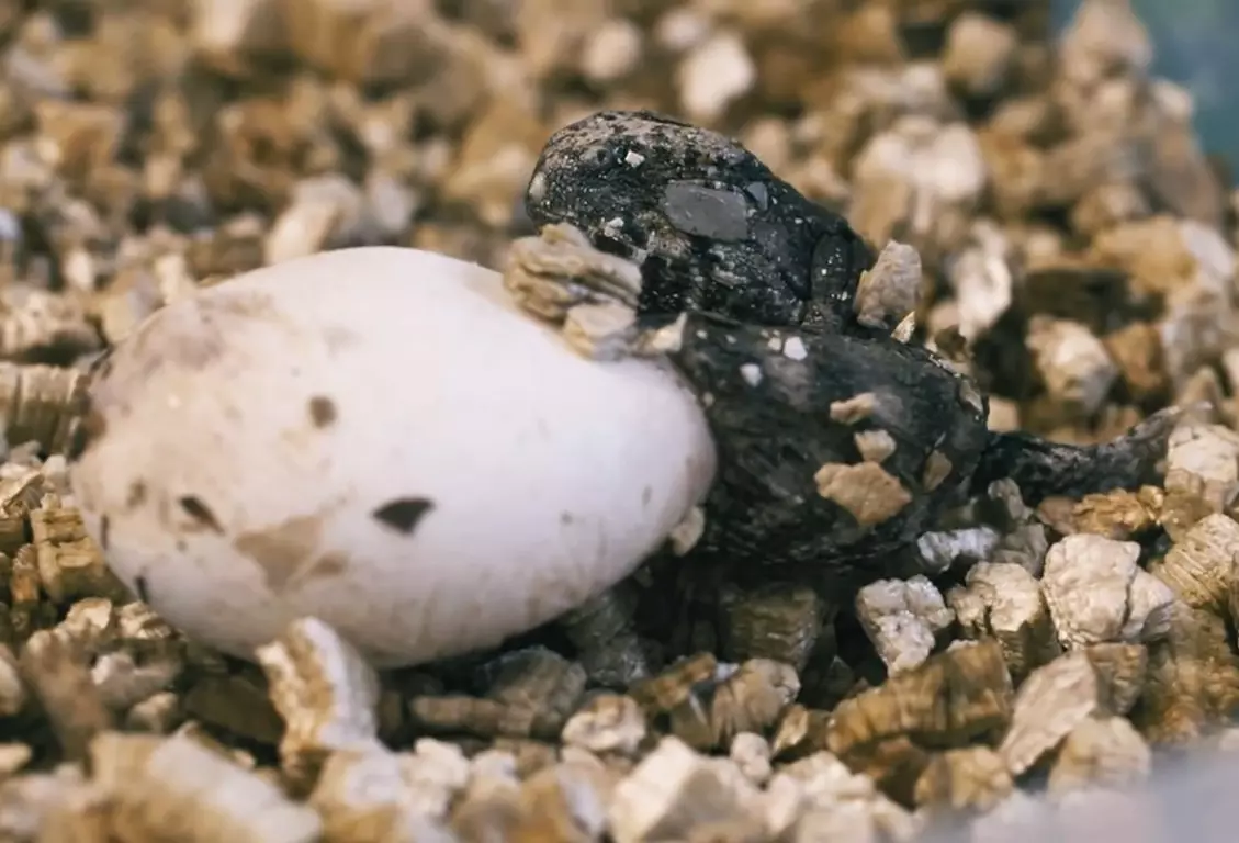 Moderne af dinosaurer lukker fra ægget: Video