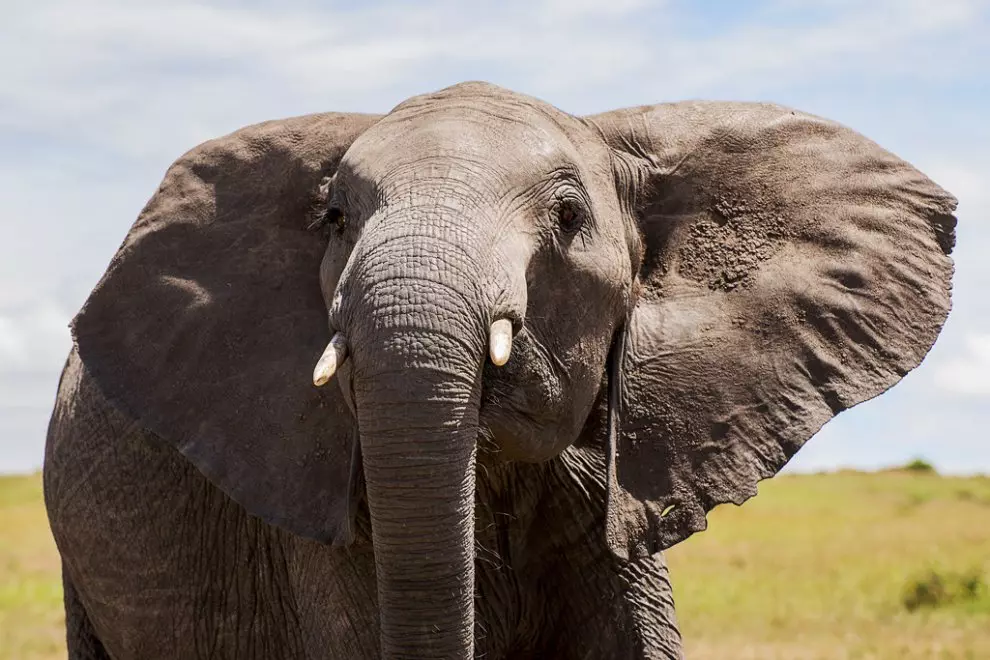 In Tansania, zerstören die letzten Elefanten