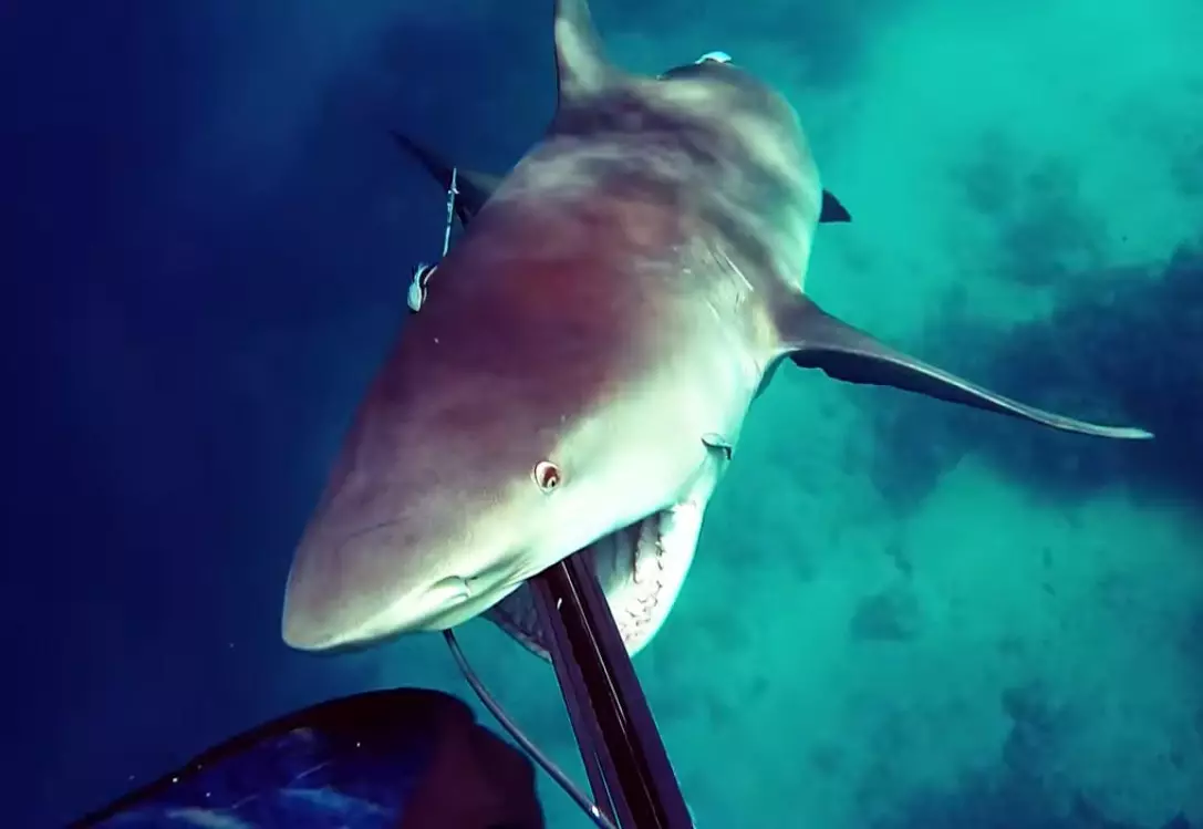 Glupi Shark napad Ronilac: Video