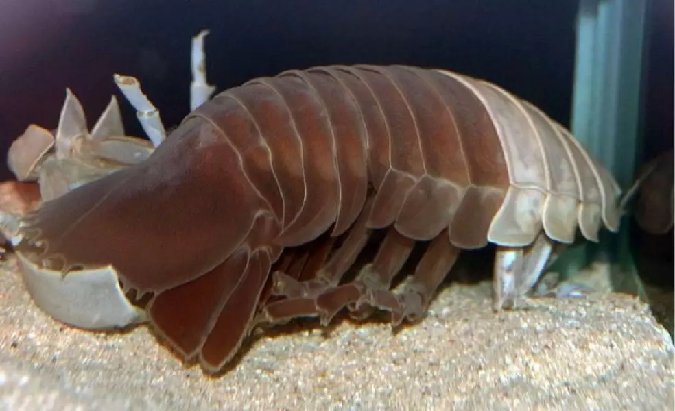 Видео: Isopod тасмаҳои дар камера