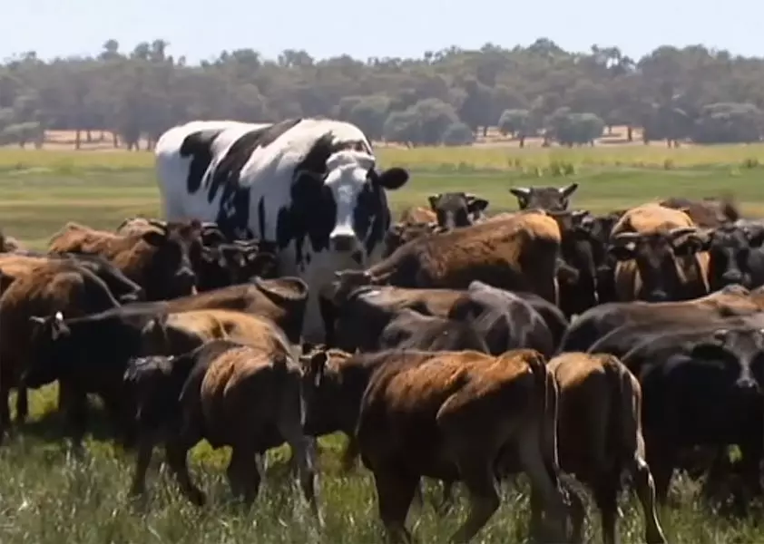 Brekë me peshë 1400 kg: recitorsman bull me një pseudonim të çuditshëm