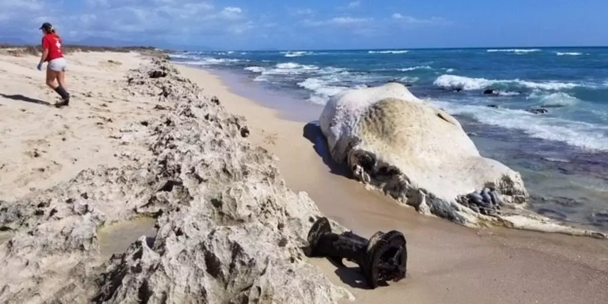 Трагедія на Гаваях: море не приймає тіло загиблого кашалота