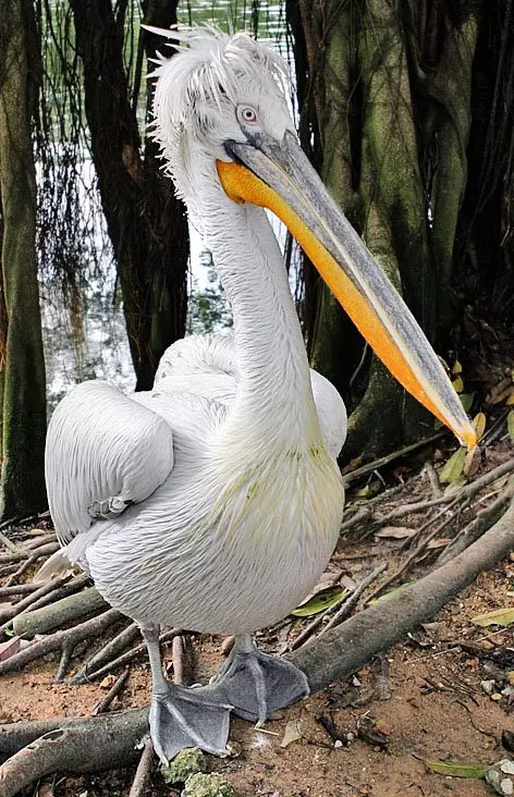 Tao amin'ny Zoo Moskoa, ny pelicans curly dia teraka