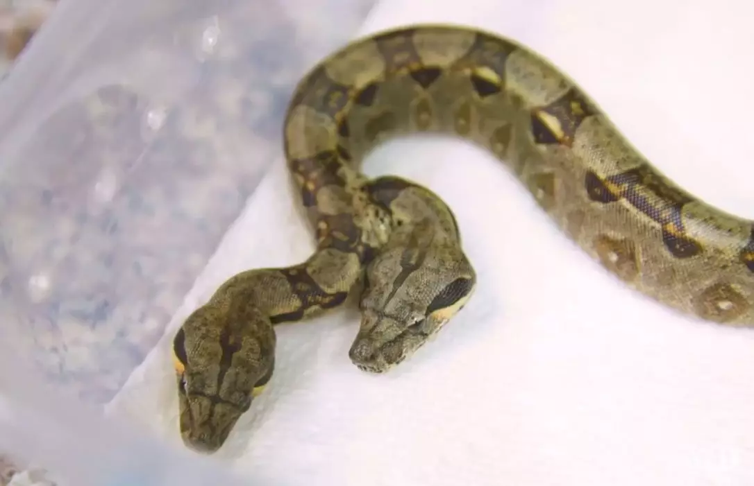 Twee hoofden, twee harten: in de VS werd een unieke slang gevonden