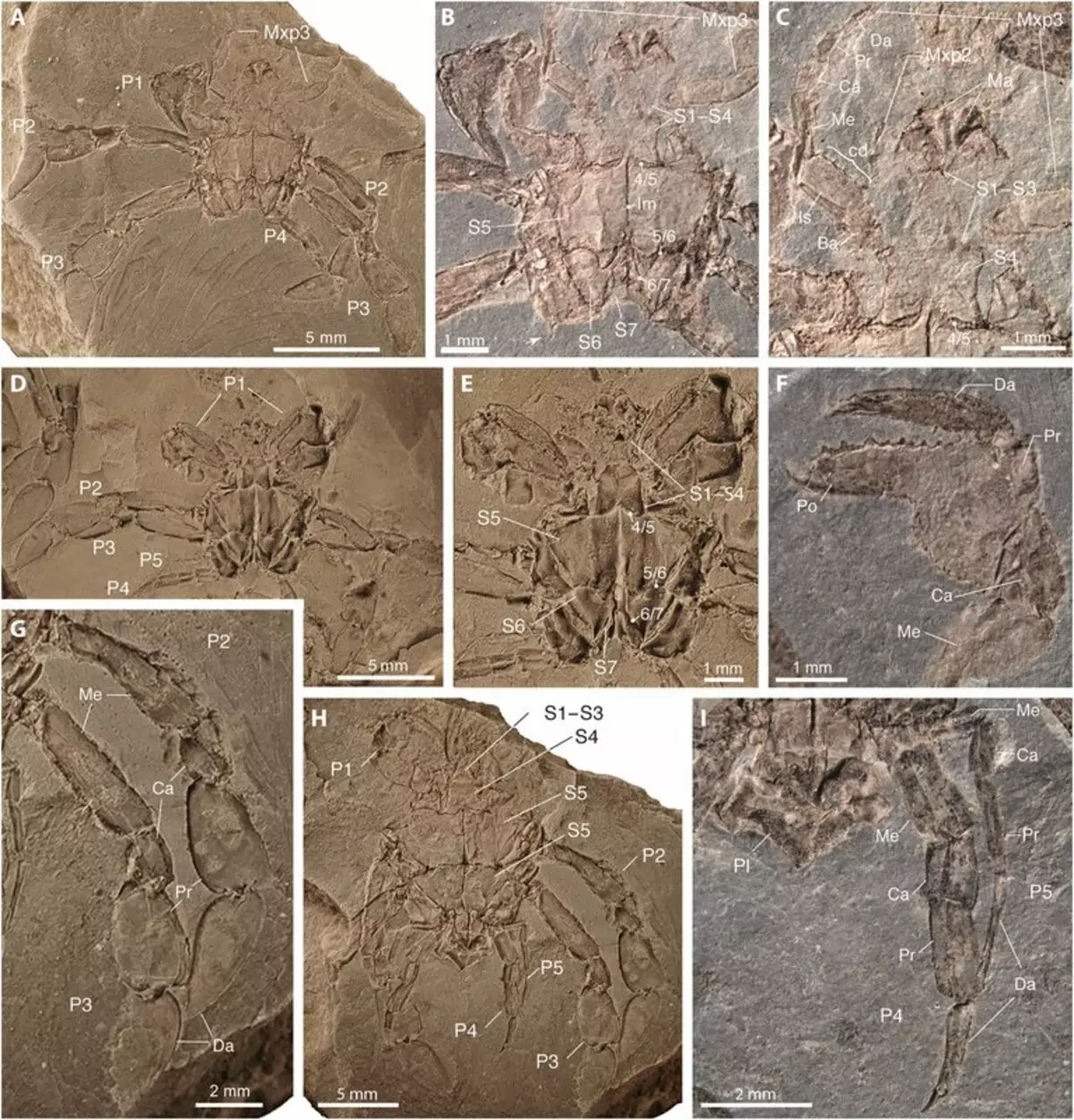 Fossil-krab kin de ideeën feroarje oer de evolúsje fan 'e famylje