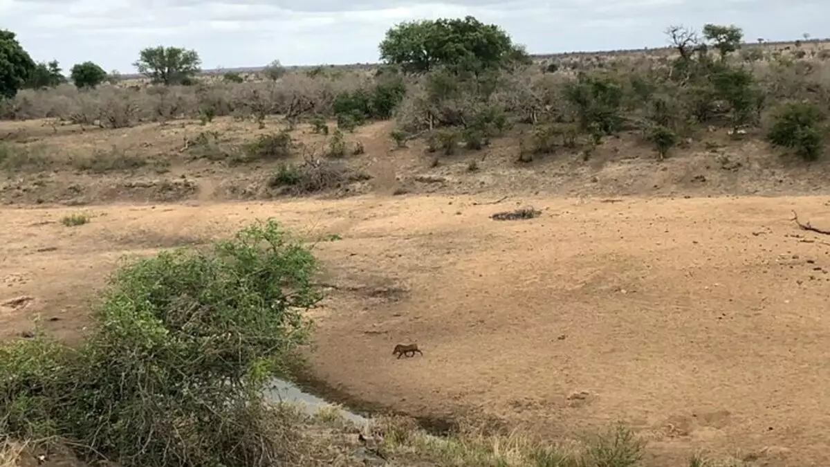 Yılın Kurtarılması: Warthomier 7 aç dişi aslandan uzaklaştı