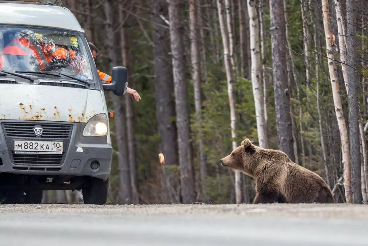 «Нагодувати ведмедя до смерті» і інші фото тижні