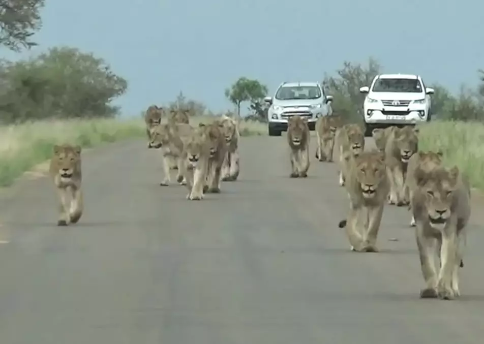 Οι τουρίστες συνάντησε μια τεράστια υπερηφάνεια λιοντάρι: το βίντεο