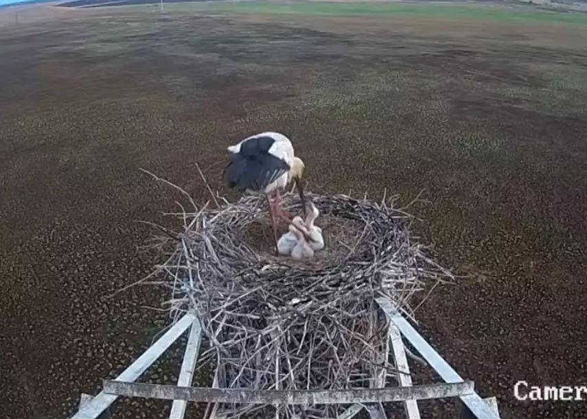 Heroic Dad-Stork sér um afkvæmi í eldinum: Video