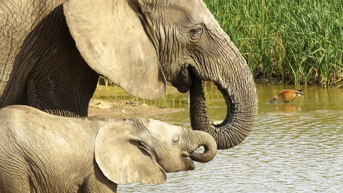 Escape from poachers, elephants changed their DNA