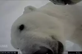 Bear polar gjuajti një video për jetën e tij