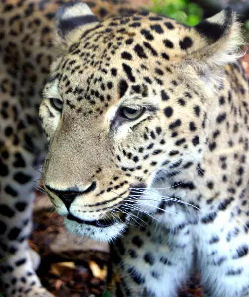 I den britiske zoo forbudte leopard leggings