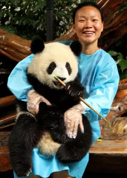 China is op zoek naar een assistent voor panda's