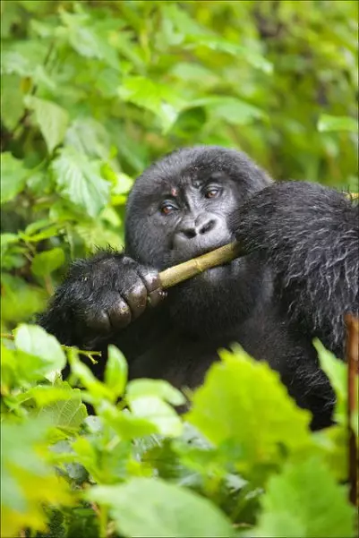 Chercheuse célèbre Gorilla invite les aides