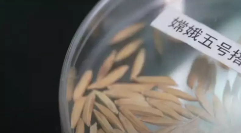En China, arroz á prancha, visitando a órbita lunar