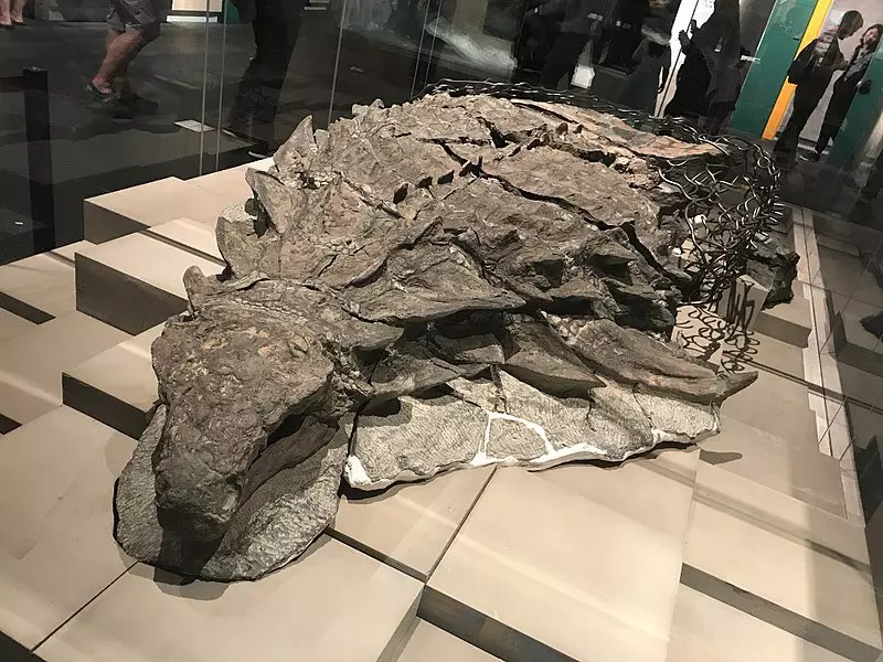 पछिल्लो भोजन ankylosaurus आफ्नो पेट मा 110 मिलियन वर्ष पछि संरक्षित थियो