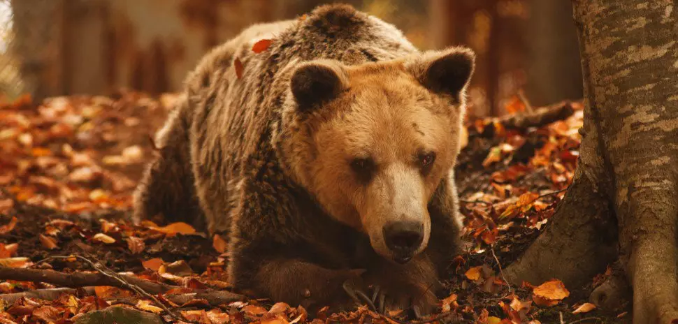 世界上最古老的熊住在希臘