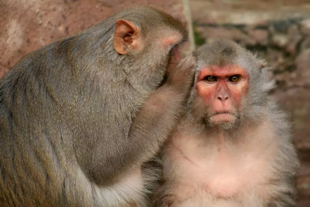 Hvorfor i den kinesiske hæren "serverer" en gruppe aper
