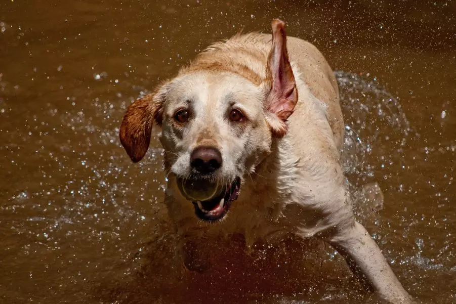 İspanya'da açılan köpekler için su tesisi