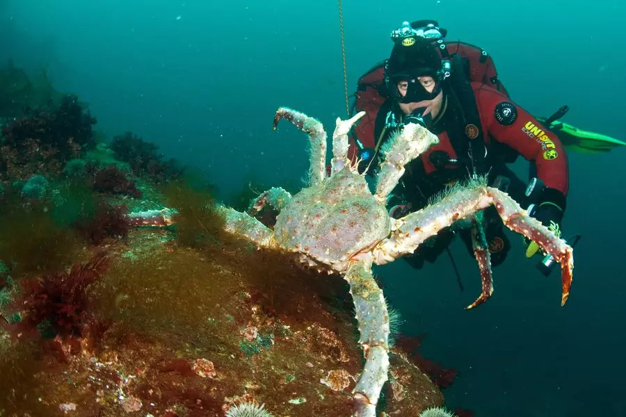 Kamchatka krabber selvmord ikke engasjere seg