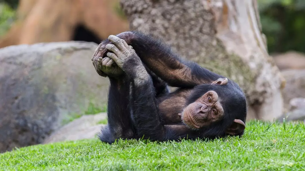 Sjimpansees fûn ferslaving oan alkohol