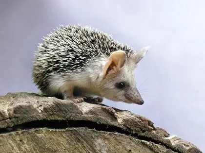 Meteo Russia e ile ea etsa sootho le hedgehog