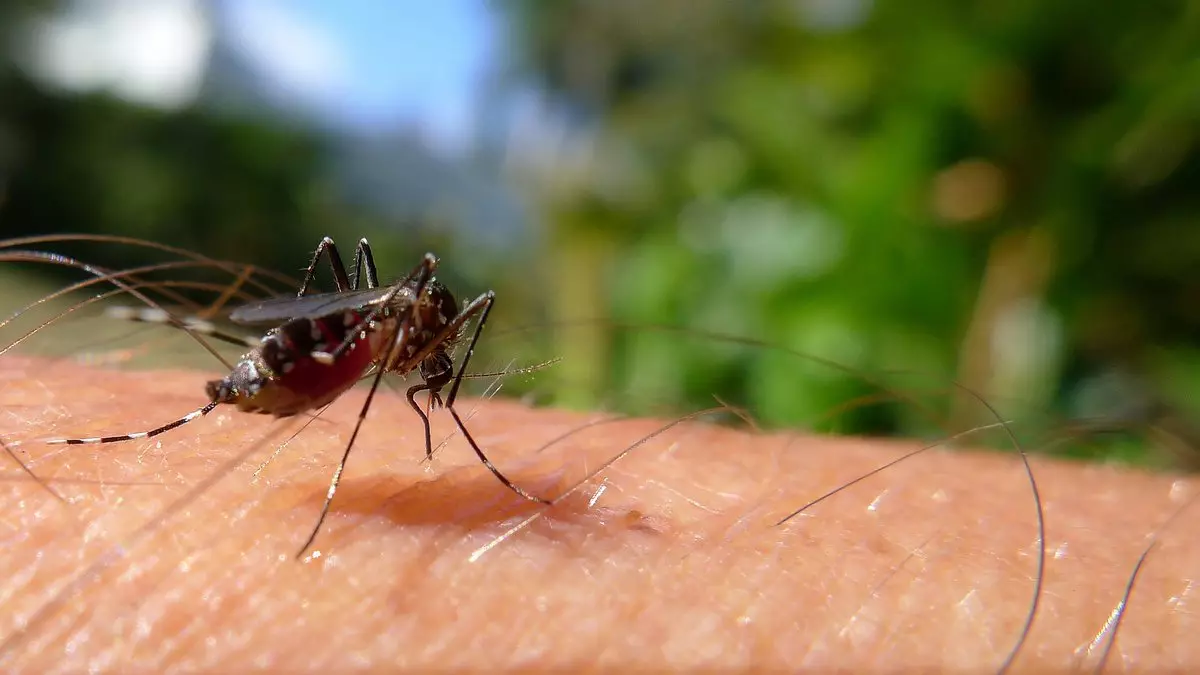 Virus Zika datang ke Rusia