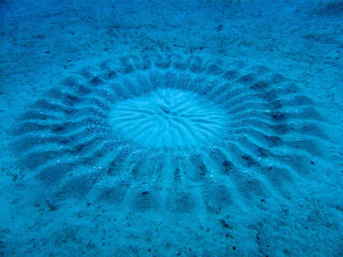 Mysterious Circles Under Water: Hvað er það?
