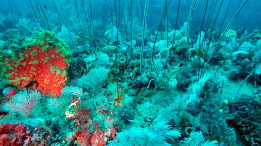Takmičar ima veliki Barrier Reef