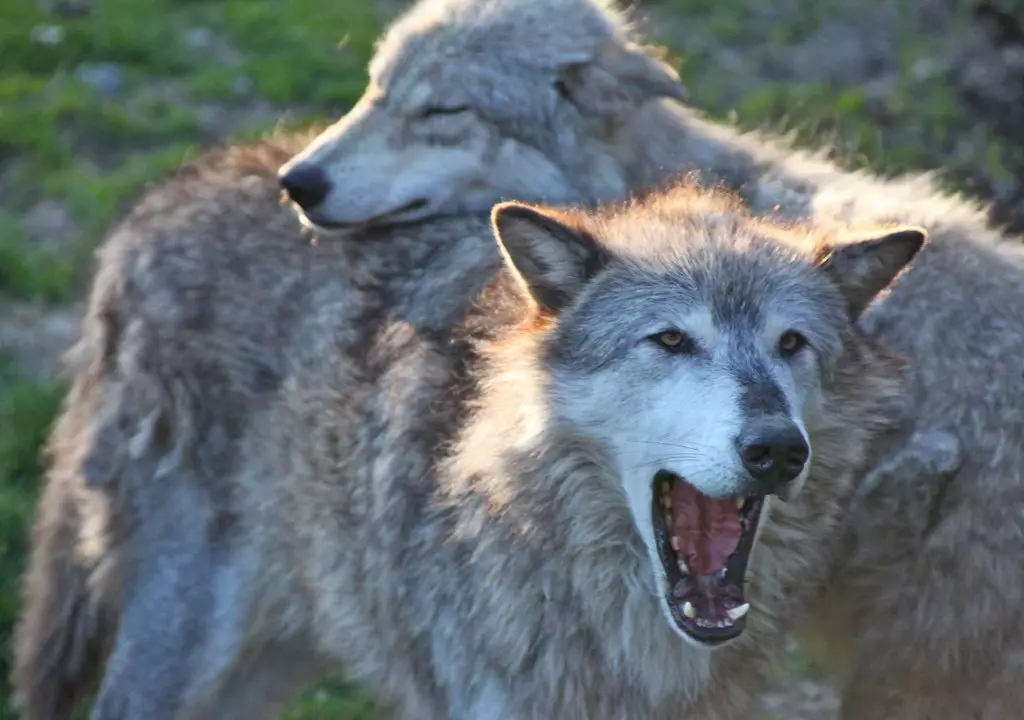 Lobos falam diferente