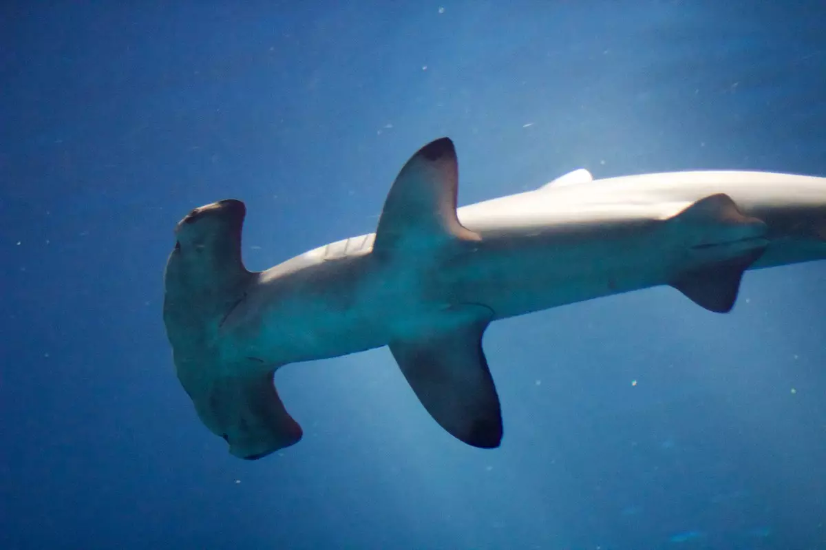 Binne-in die onderwater vulkaan gevind haaie