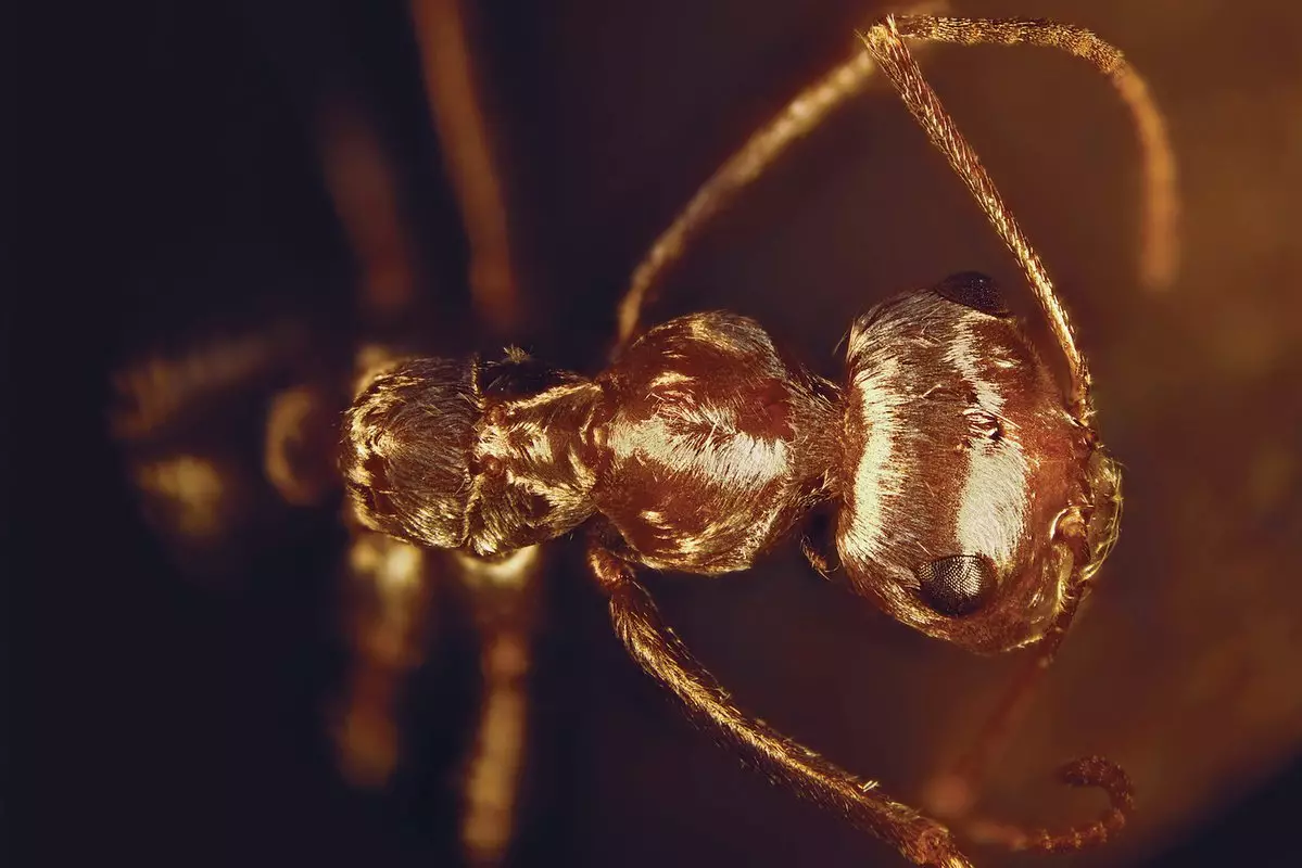 "금속 동물을 깰 수 없어": 설탕 개미가 왜 열을 두려워하지 않는 이유