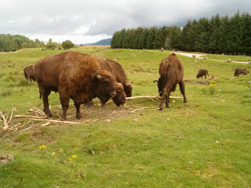 A poboación de bisonte en Rusia é restaurada