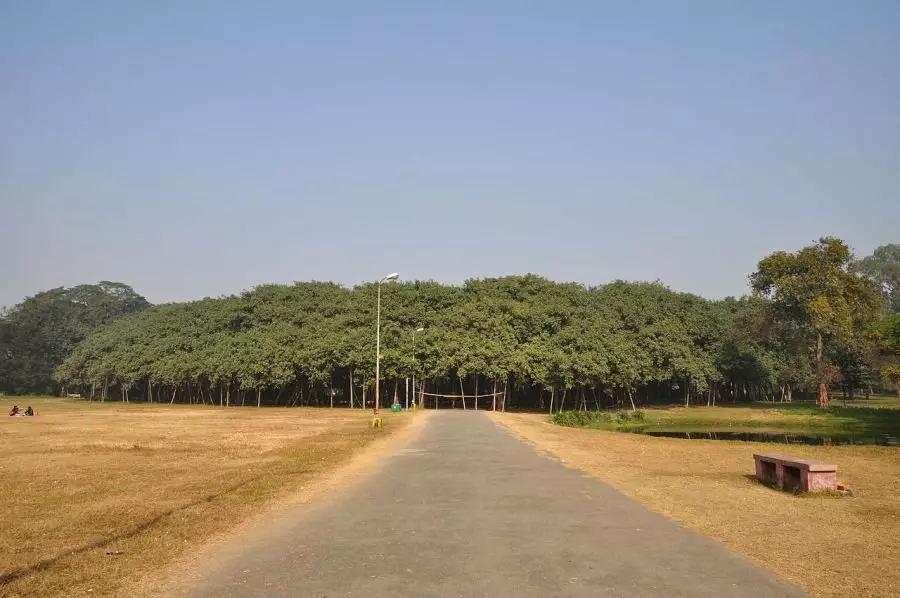 グレートバンヤン：世界最大のクラウンエリア付きの木